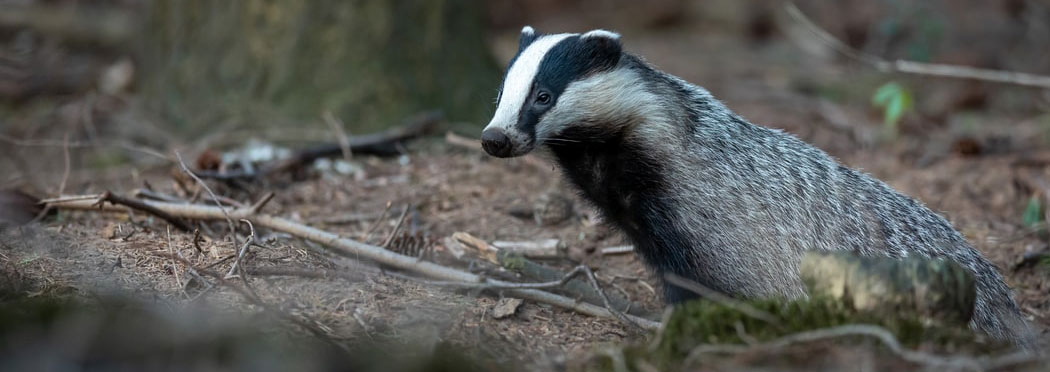 Badger Fencing Installation | Instant Online Quote
