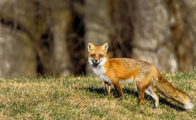 Durable Fox Proof Fencing | Free Online Quote