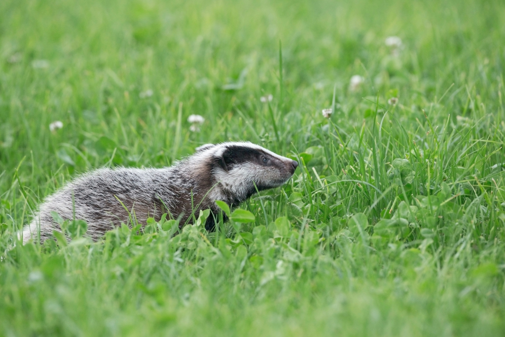 How to Install Badger-Proof Fencing In 5 Steps | County Fencing