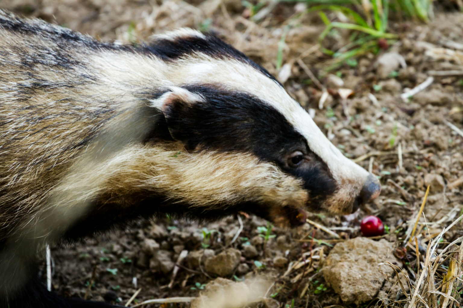 How to Install Badger-Proof Fencing In 5 Steps | County Fencing